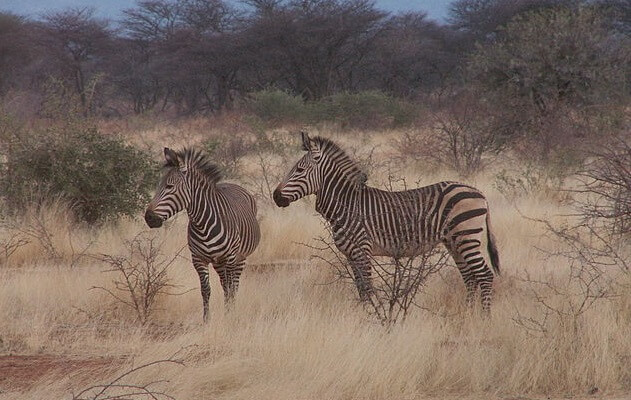 Cebra: qué es, características, hábitat, alimentación
