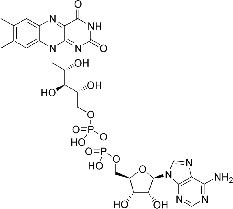 Flavin adenin dinucleótido (FAD): características, biosíntesis