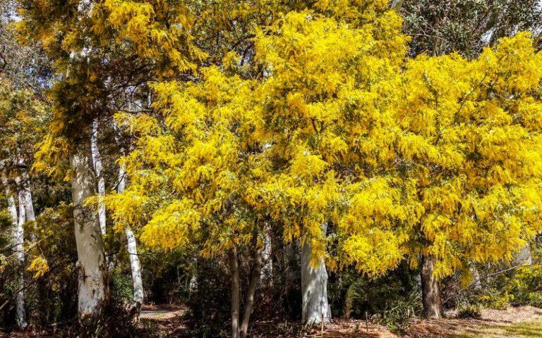 Acacia: qué es, características, hábitat, especies, usos y cuidados