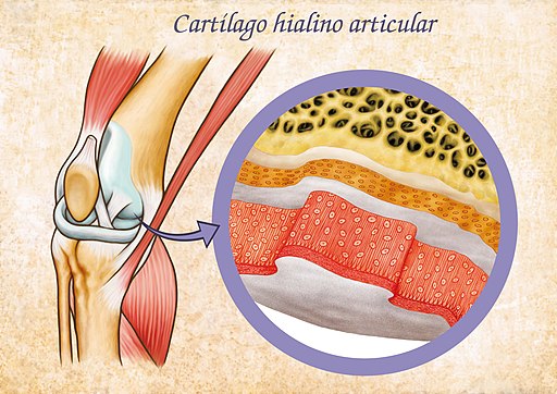 Condrocitos: qué son, características, histología, funciones y cultivo