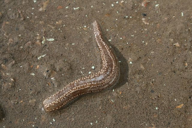 Pepino de mar: qué es, características, hábitat, reproducción