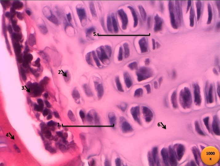 Condrocitos: características, histología, funciones, cultivo