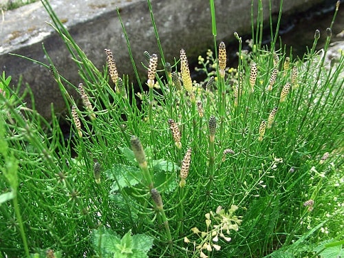 Equisetos: qué son, características, hábitat, especies y usos