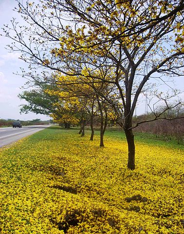 Araguaney: qué es, características, hábitat, cuidados, usos