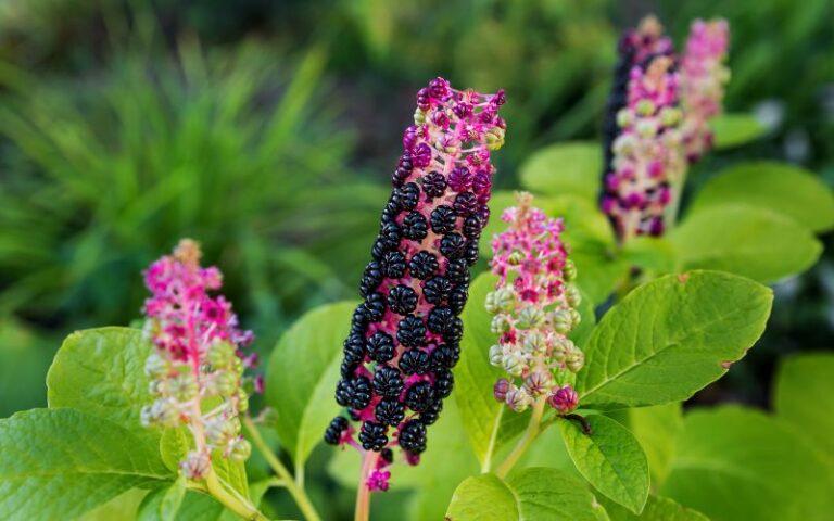 Phytolacca: qué es, características, hábitat, usos y especies