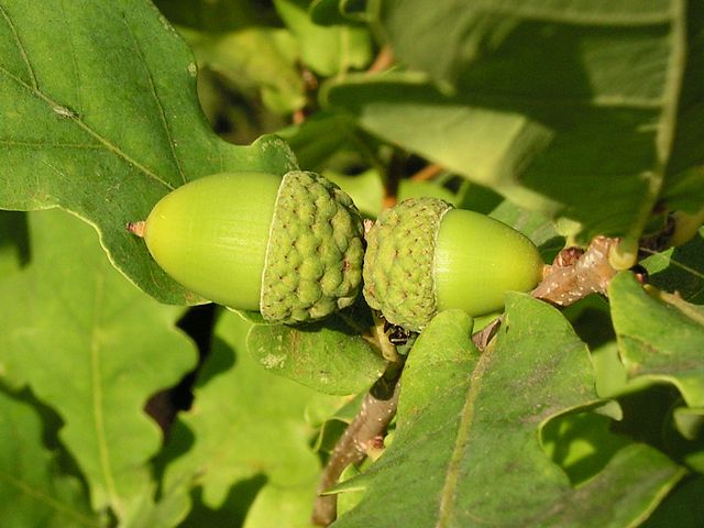 Roble común: qué es, características, hábitat, cuidados, usos