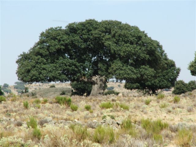 Quercus rotundifolia: características, hábitat, distribución, usos