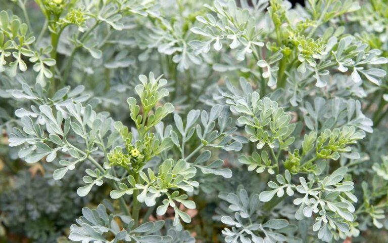 Ruda (Ruta): qué es, características, hábitat, propiedades