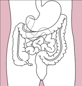 Válvulas de Houston: qué son, estructura, histología, funciones, patologías