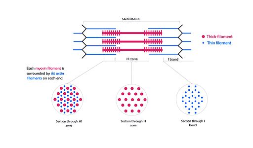 Miofibrillas: qué son, características, estructura, funciones