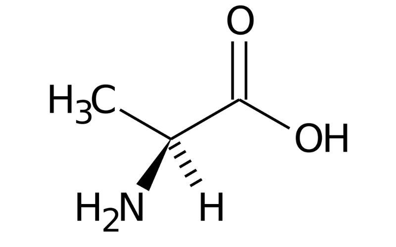 Alanina: qué es, estructura, funciones, biosíntesis, degradación