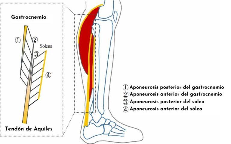 Aponeurosis: qué es, características, funciones, afecciones