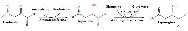 Estrutura Do Aminoacido Asparagina Aminoácidos: O Que São,