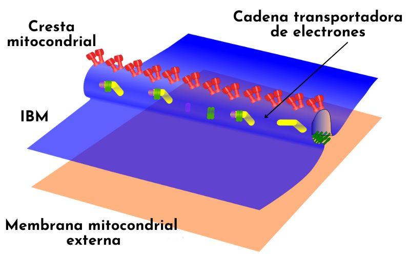 Cadena transportadora de electrones: qué es, componentes, secuencia