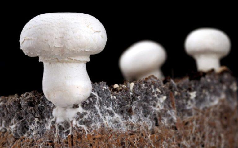 Champiñón común: qué es, características, propiedades, reproducción