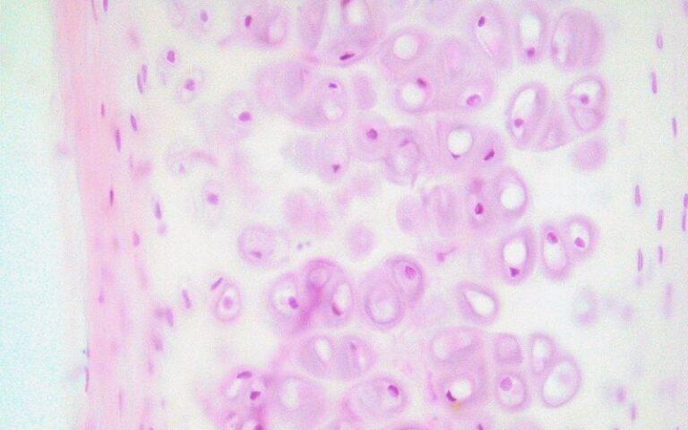 Condrocitos: qué son, características, histología, funciones y cultivo