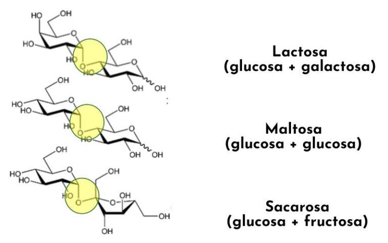 Disacáridos: qué son, características, ejemplos y funciones
