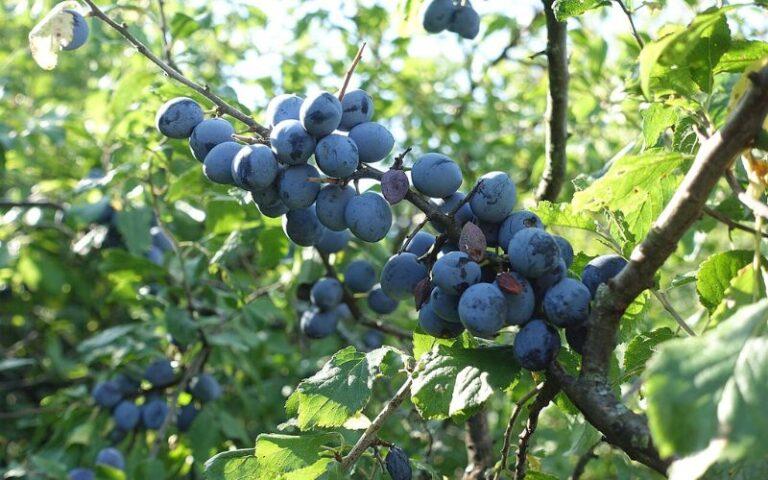 Endrina: qué es, características, hábitat, propiedades, cuidados