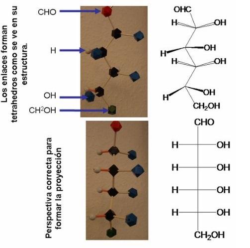 Hexosa: qué es, características, derivados, funciones
