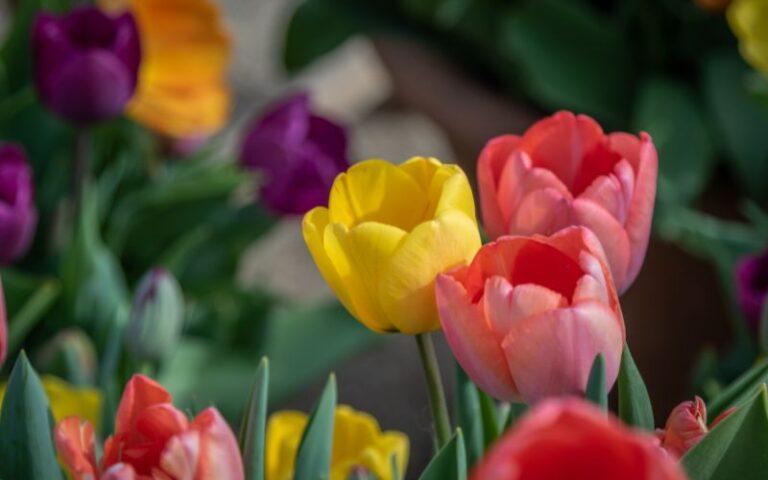 Liliaceae: qué es, características, hábitat, usos, especies representativas