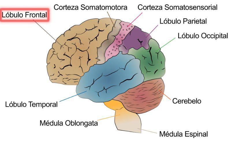 Lóbulo frontal: qué es, localización, anatomía, funciones, trastornos