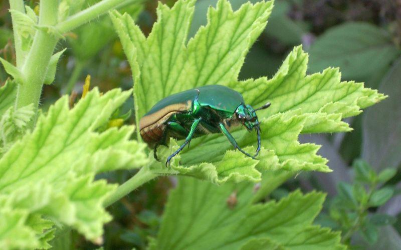 Mayate: qué es, características, hábitat, reproducción, control biológico