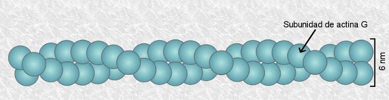 Microfilamentos En Una Célula CITOESQUELETO