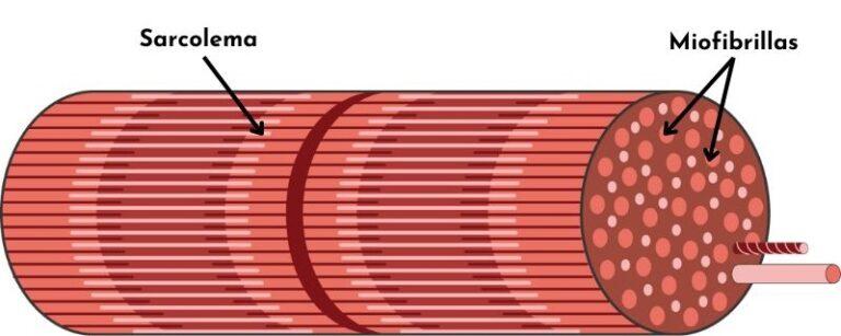 Miofibrillas: qué son, características, estructura, funciones