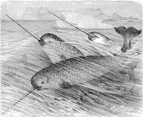 Narval: características, hábitat, reproducción, comportamiento