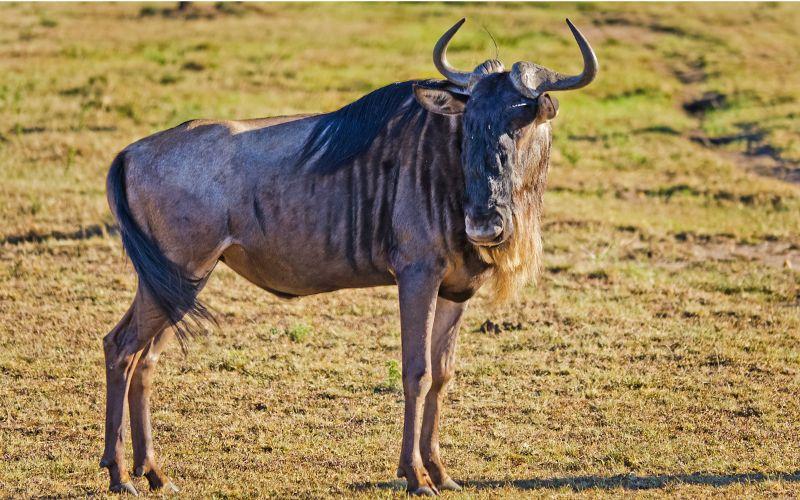 Ñu: qué es, características, hábitat, reproducción, alimentación