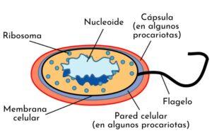 Nucleoide: qué es, características, estructura, funciones