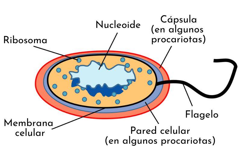 Nucleoide: qué es, características, estructura, funciones