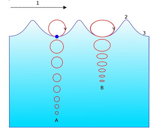 Ondas longitudinales: qué son, cómo se manifiestan, diferencias, ejemplos
