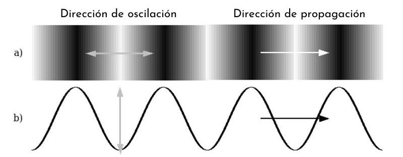 Ondas longitudinales: qué son, cómo se manifiestan, diferencias, ejemplos