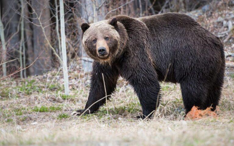 Oso grizzly: què es, caracterìsticas, hàbitat, alimentaciòn, reproducciòn