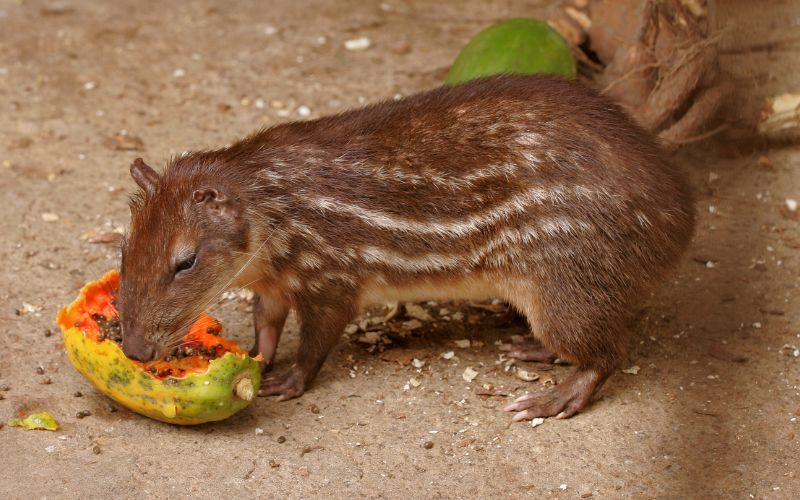 Paca común: qué es, características, hábitat, alimentación