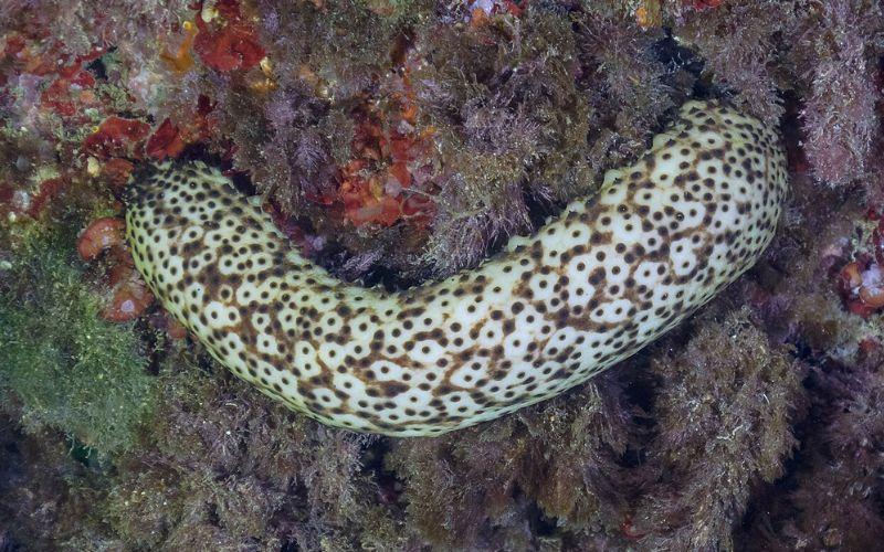 Pepinos De Mar Qu Son Caractersticas Y Reproduccin Resumen Y Fotos