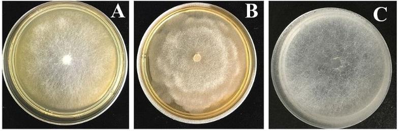 Pythium: qué es, características, especies y reproducción