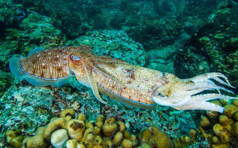 Sepias: qué son, características, morfología, hábitat, especies