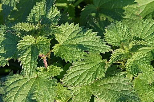 Urtica dioica: características, hábitat, cuidados, propiedades