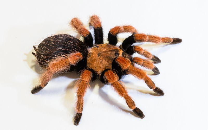 Tarántula: qué es, características, hábitat, especies representativas