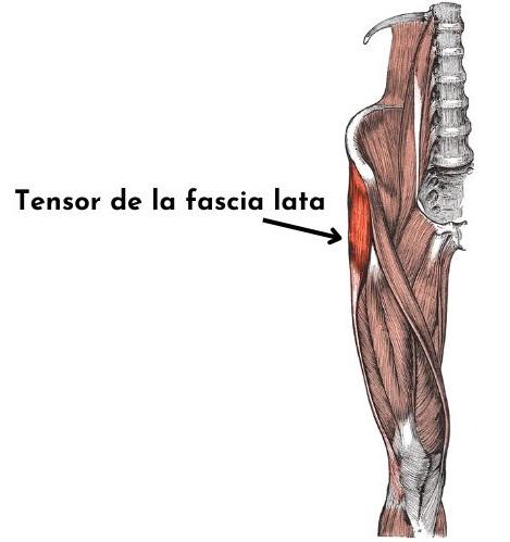 Anatomía De La Fascia Lata