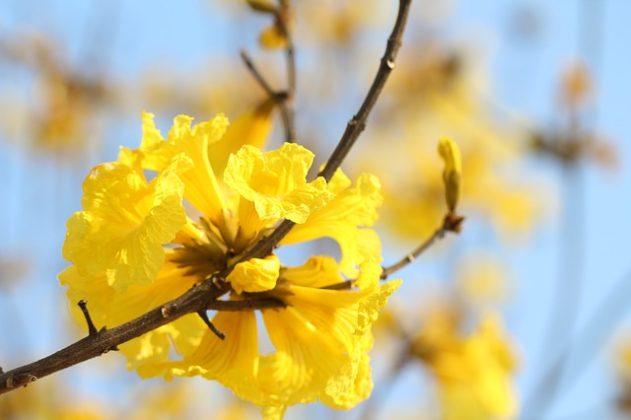 Araguaney: qué es, características, hábitat, cuidados, usos