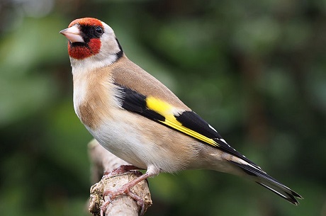 20 animales aéreos y sus características