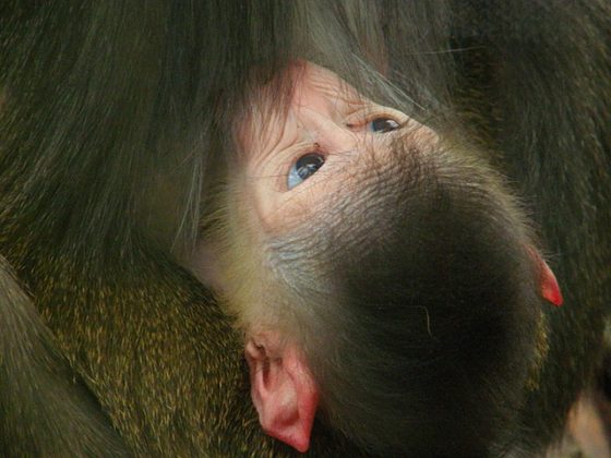 Mandril: qué es, características, hábitat, comportamiento