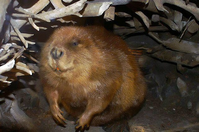 Castor: qué es, características, hábitat, reproducción, alimentación