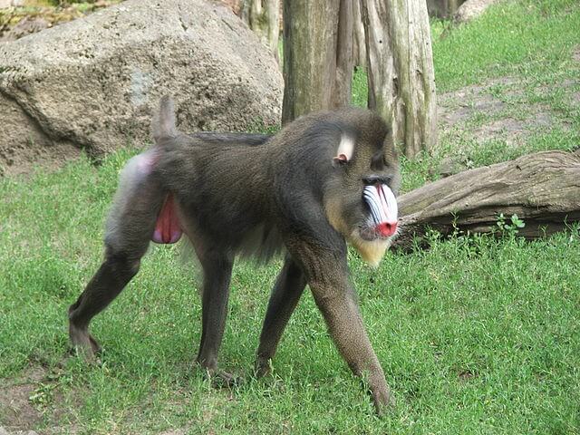 Mandril: qué es, características, hábitat, comportamiento