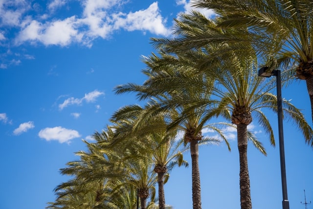 Flora y fauna de Colima