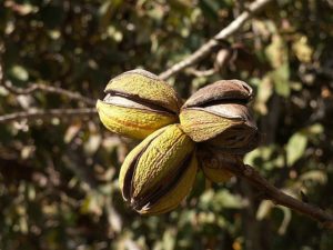 Nuez pecana: características, hábitat, usos, cuidados