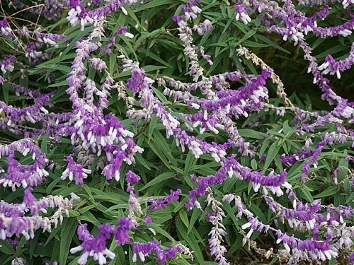 Salvia leucantha: características, hábitat, propiedades